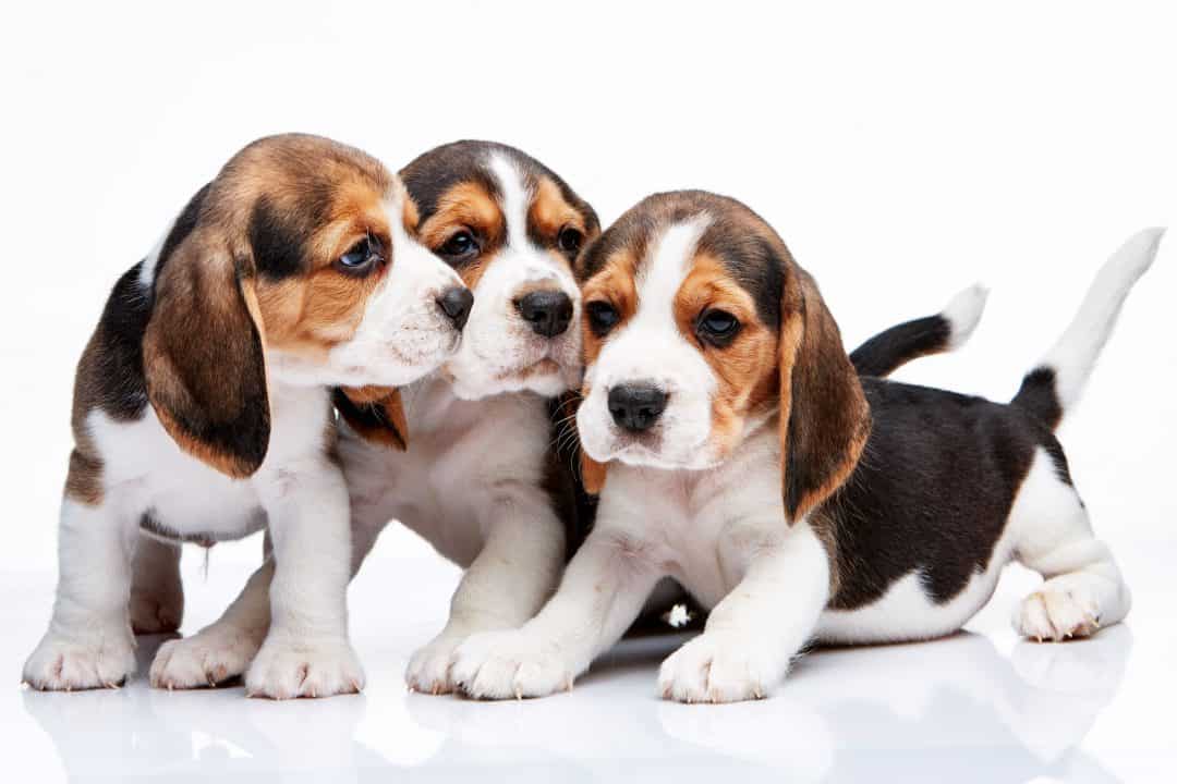 Mini Beagles: Everything You Could Want to Know - Embora Pets