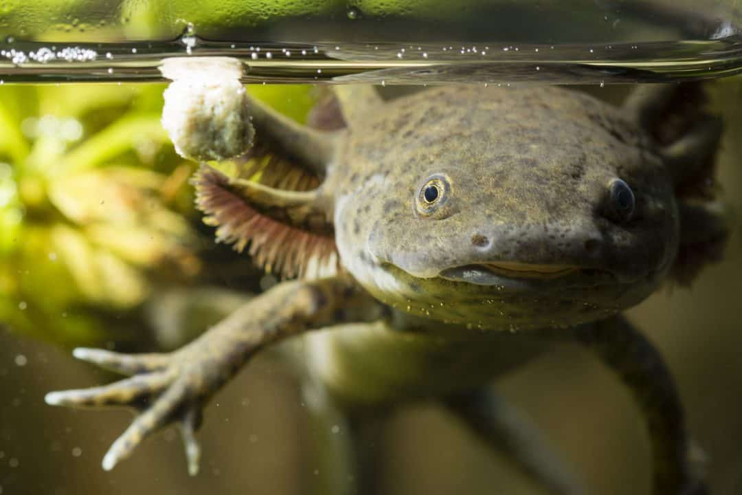 Axolotl Regeneration: All the Details About this Amazing Phenomenon ...
