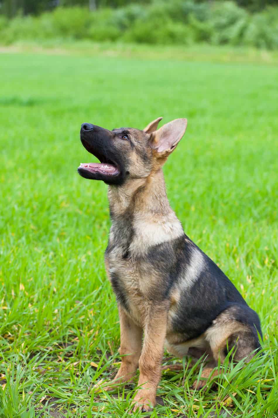 German Shepherd Intelligence: How Smart Can You Expect Them to Be ...