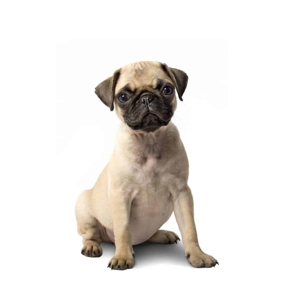 German Shepherd/Pug Mixes (Shug): Pictures, Cost to Buy, and More ...