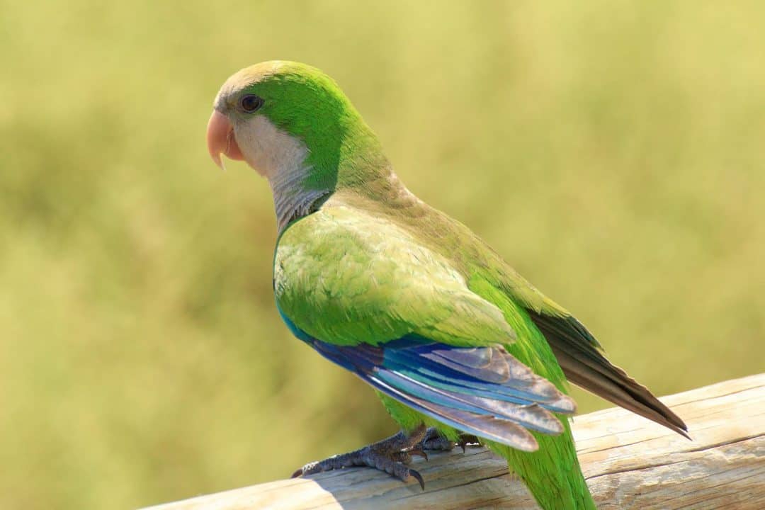 Quaker Parakeets: Everything You Need to Know Before Getting One ...