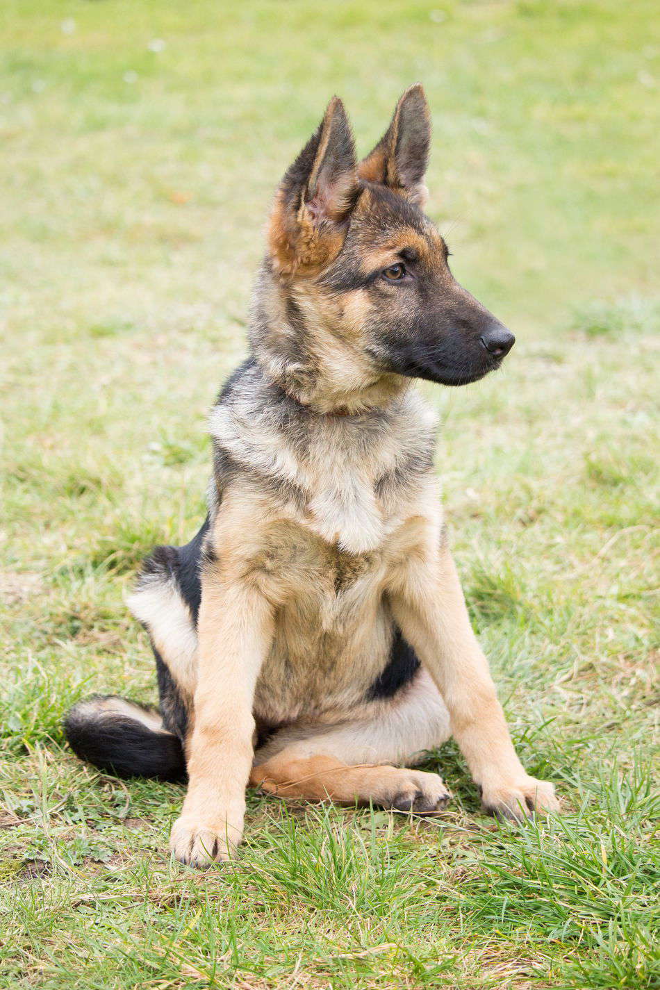 German Shepherd Temperament: What's it Like Owning One? - Embora Pets