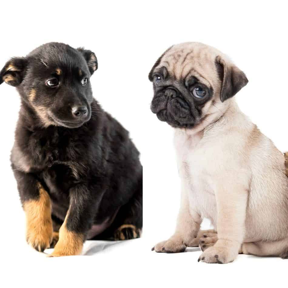 German Shepherd/Pug Mixes (Shug): Pictures, Cost to Buy, and More ...