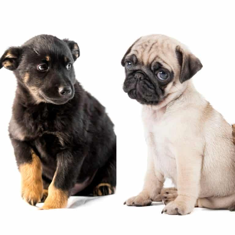 German Shepherd/Pug Mixes (Shug): Pictures, Cost to Buy, and More ...
