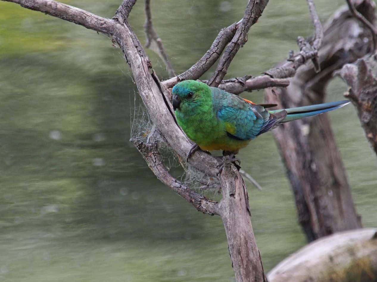 Red Rump Parakeets: Everything You Need to Know Before Getting One ...