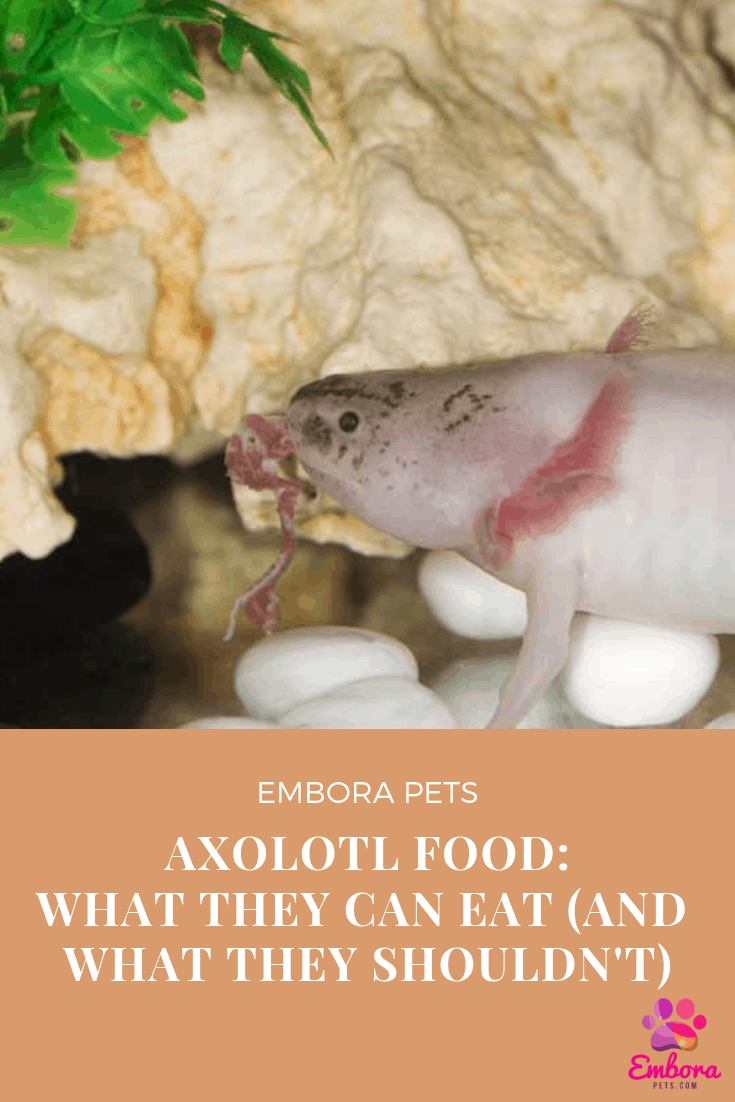 Axolotl Food: What To Feed Axolotl (And What Not To) - Embora Pets