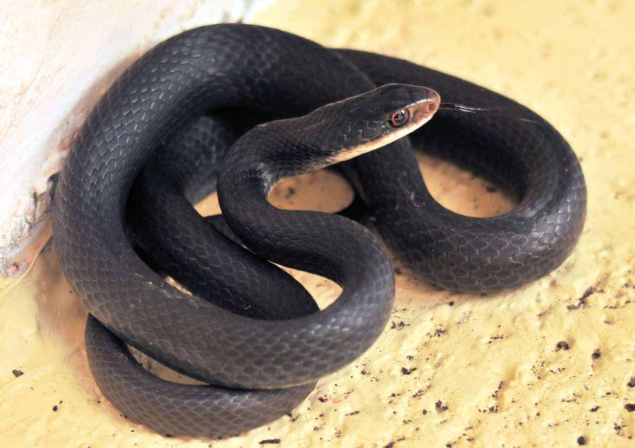 Popular Snake Breeds That Are Black - Embora Pets