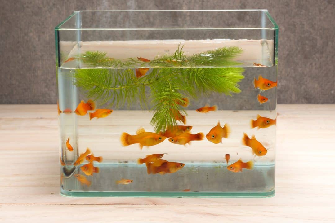 Aquarium Dimensions: The Right Size for Your Home and Fish Species ...