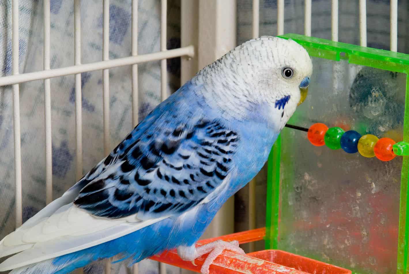 Blue Parakeets: A Complete Guide Before You Get One - Embora Pets