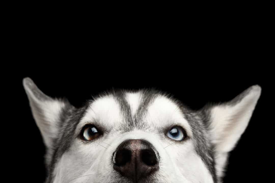 Husky Intelligence: How Smart Can You Expect Them to Be? - Embora Pets