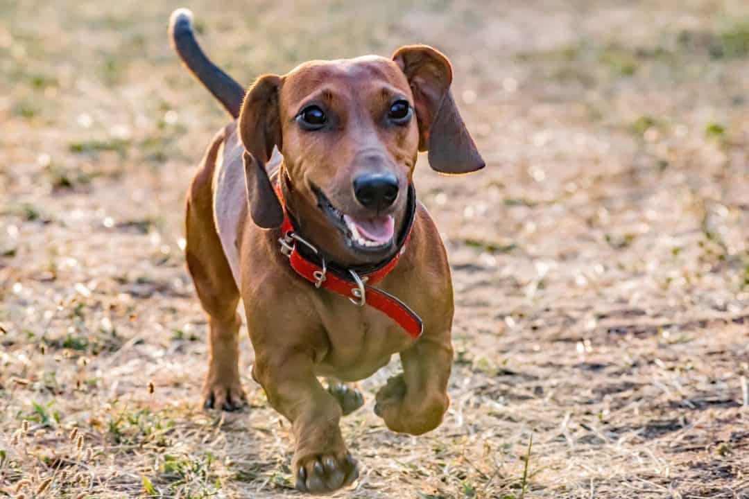 Dachshund/Retriever Mix: A Complete Guide - Embora Pets