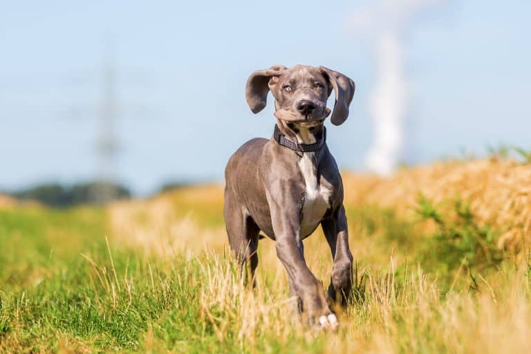 Great Danes as Pets: Cost, Life Expectancy, and Temperament - Embora Pets