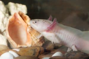 GFP Axolotl: A Beginner's Guide with Pics, Cost to Buy, and Care Info ...