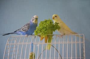 How Do Parakeets Mate: How it Works, Gestation Period, and More ...