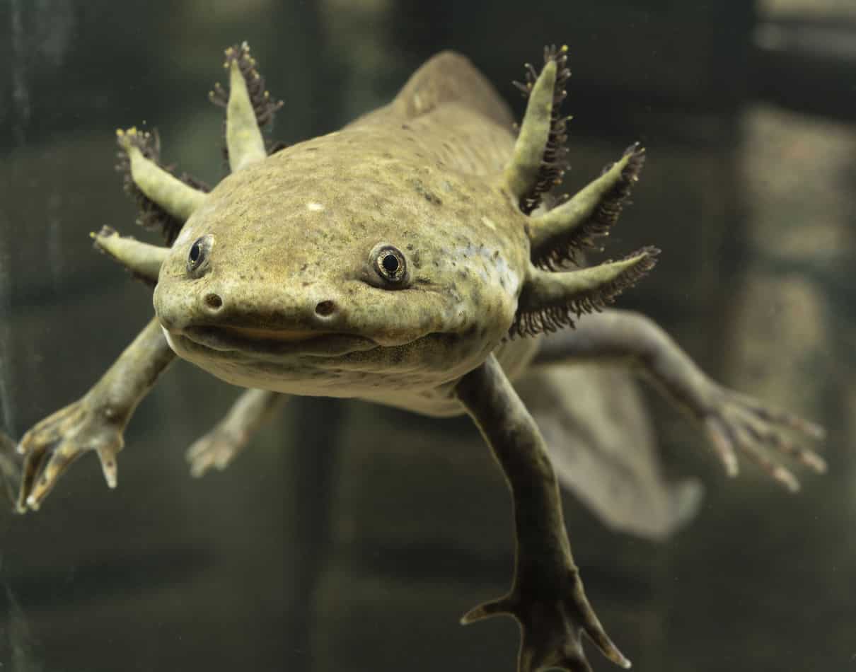 Axolotl Regeneration: All the Details About this Amazing Phenomenon ...