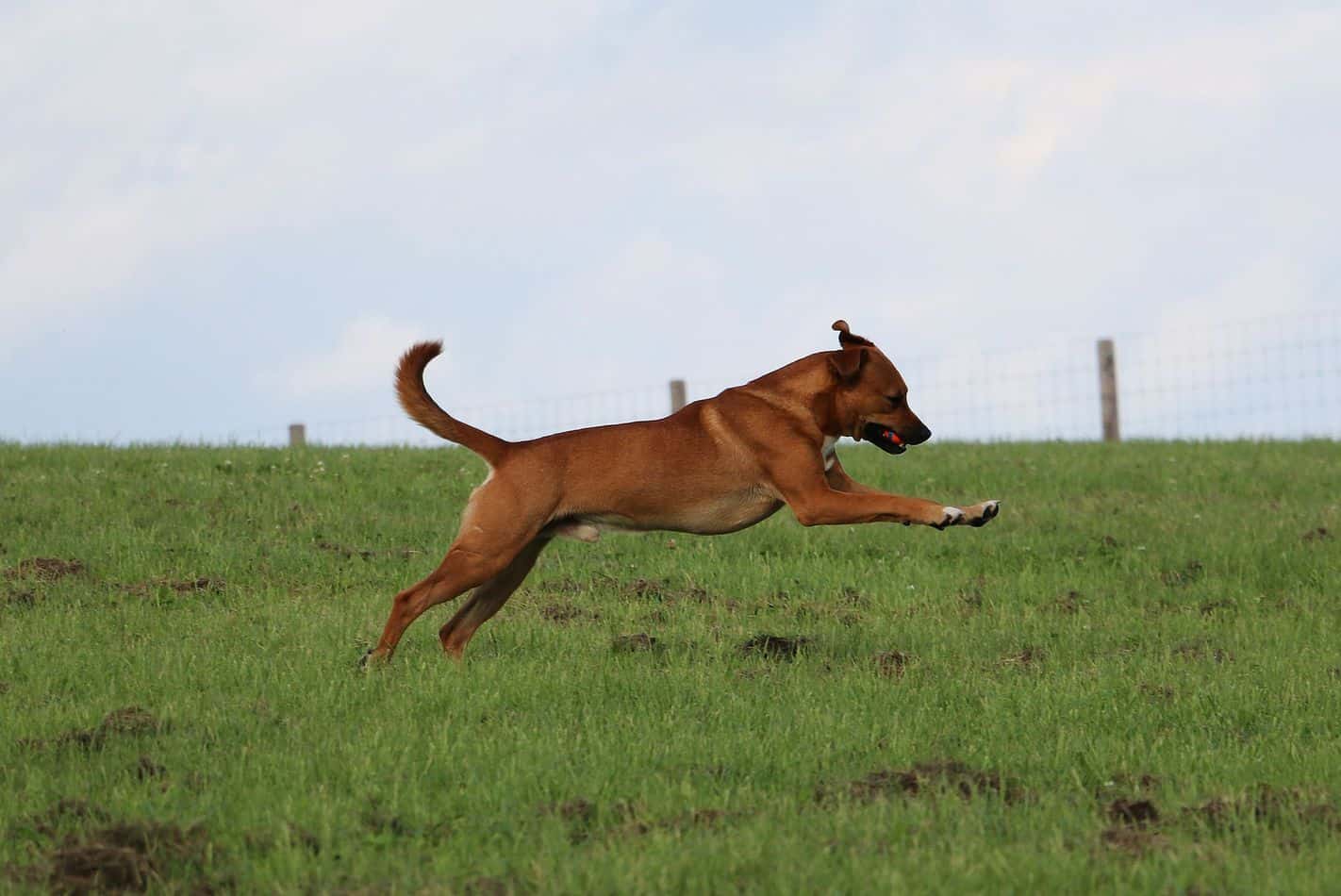 Dachshund/Labrador Mixes: A Complete Guide With Pictures - Embora Pets