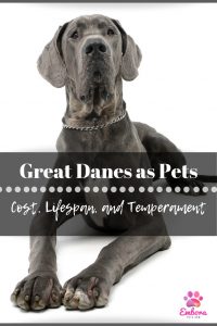 Great Danes as Pets: Cost, Life Expectancy, and Temperament – Embora Pets