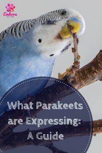 Parakeet Behavior Guide: How to Know What They are Expressing – Embora Pets