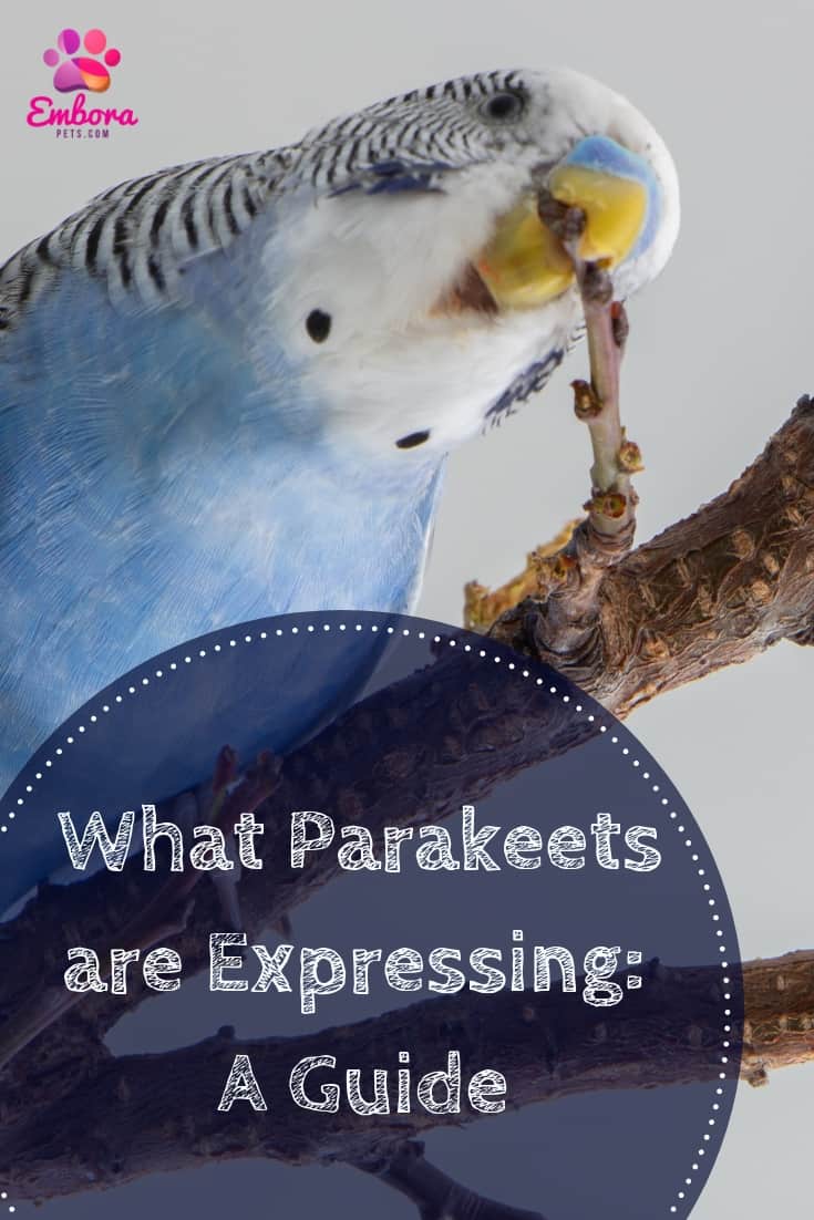 Parakeet Behavior Guide: How to Know What They are Expressing - Embora Pets