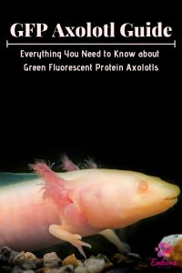 GFP Axolotl: A Beginner's Guide with Pics, Cost to Buy, and Care Info ...