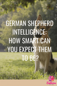 German Shepherd Intelligence: How Smart Can You Expect Them to Be ...