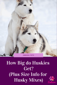Husky Size - How big do Huskies get? (Plus size info for Husky mixes ...
