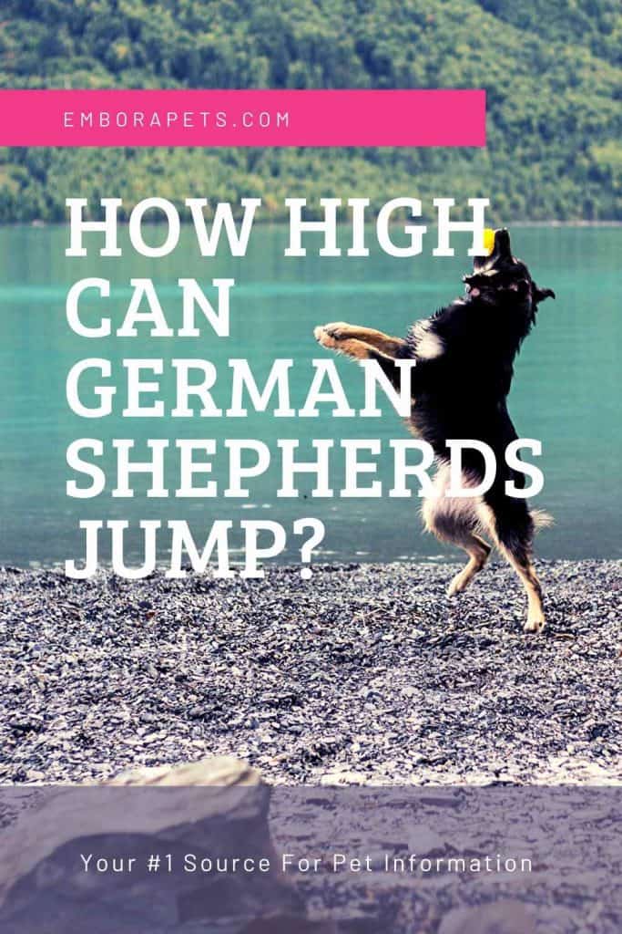 How High Can German Shepherds Jump Embora Pets