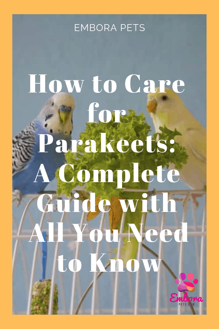 How to Care for Parakeets: A Complete Guide With All You Need to Know ...