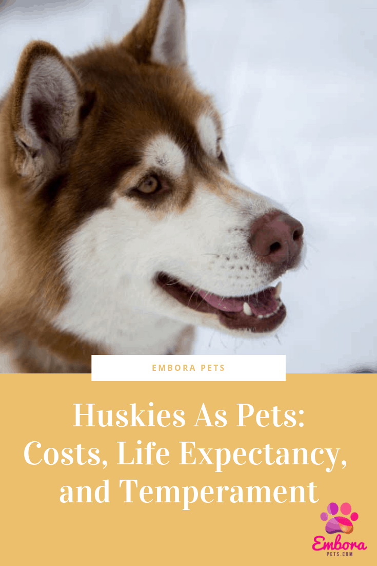 Huskies as Pets: Costs, Life Expectancy, and Temperament - Embora Pets
