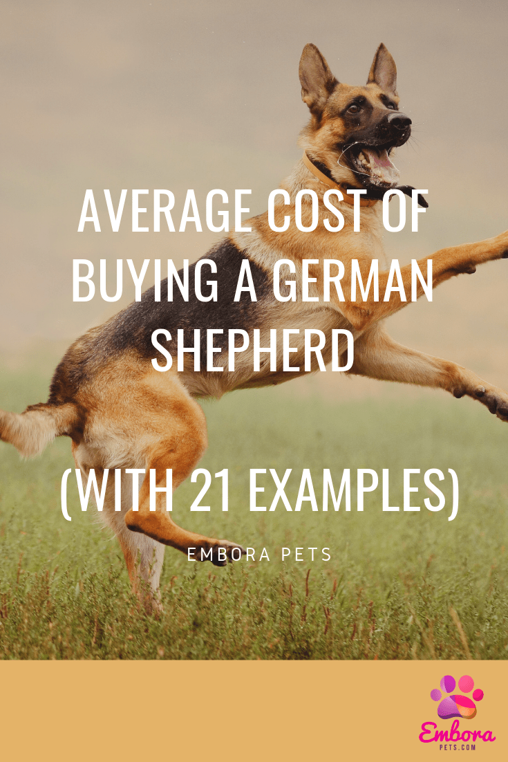 Average Cost of Buying a German Shepherd (With 21 Examples) - Embora Pets