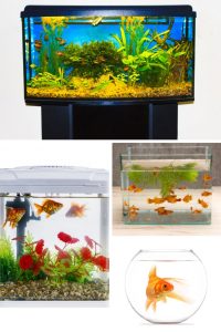 Aquarium Dimensions: The Right Size for Your Home and Fish Species ...