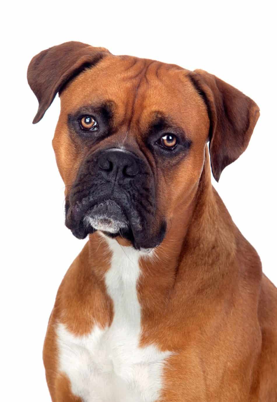 Do Boxers Shed? – Embora Pets
