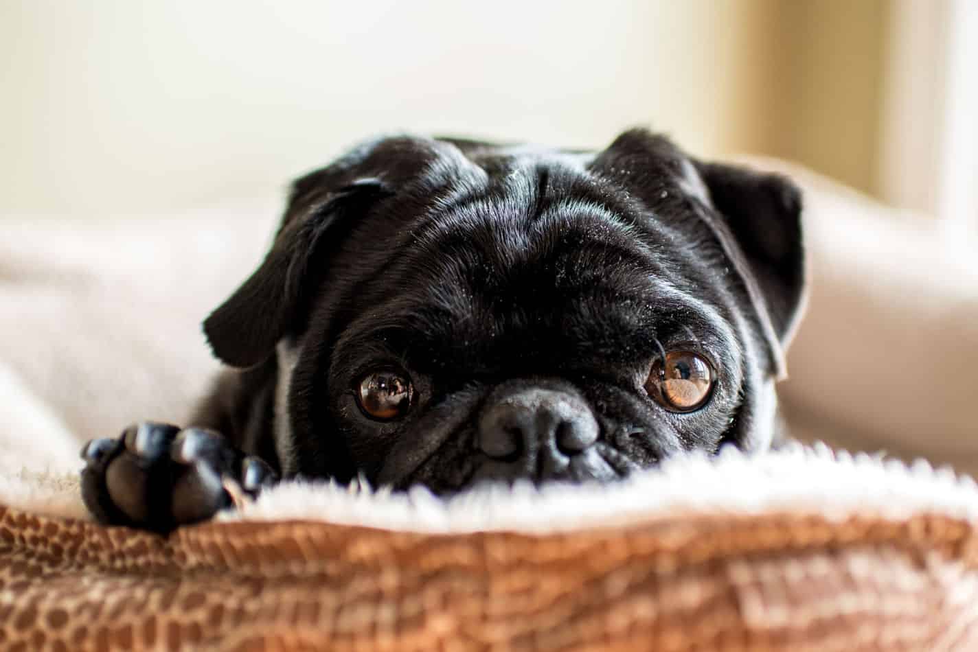 Pug Temperament: What's it Like Owning One? - Embora Pets