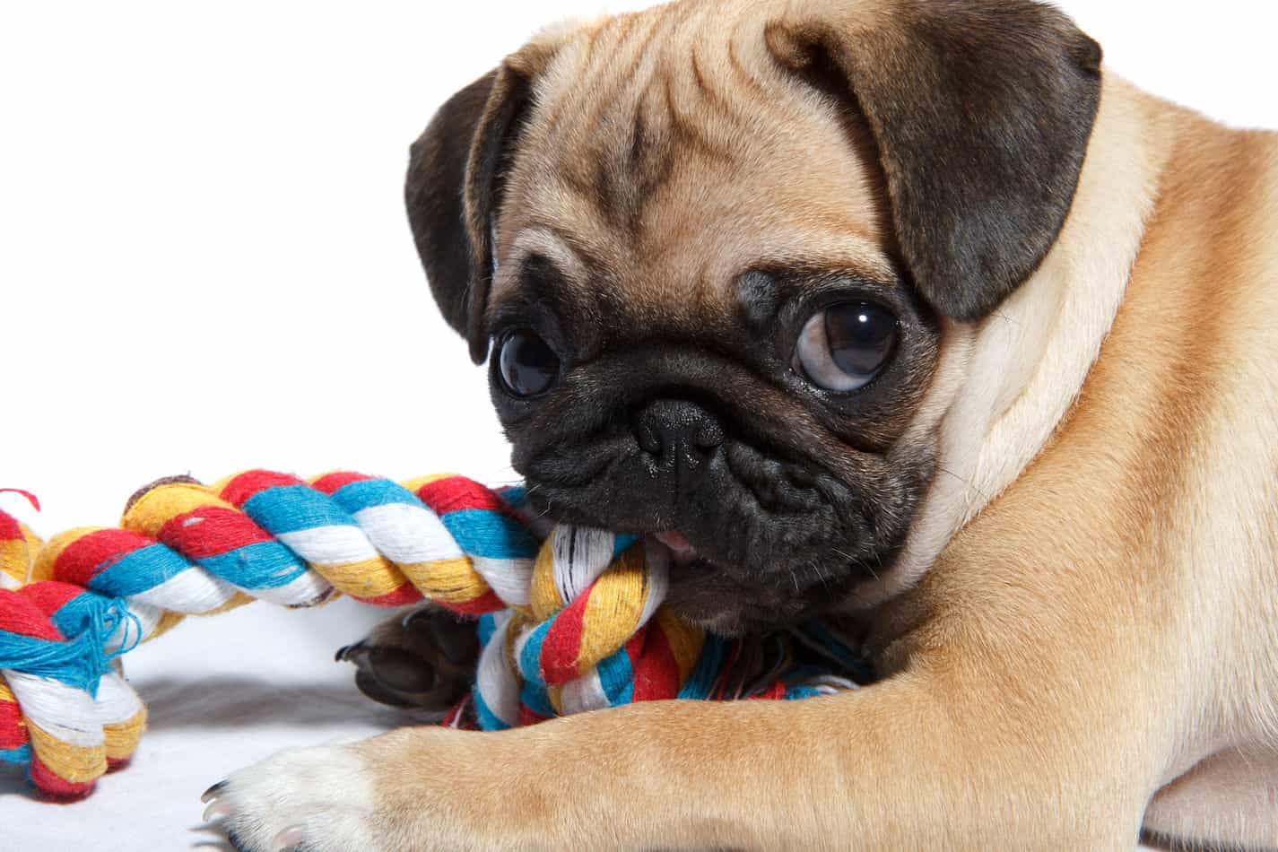 Average Cost of Buying a Pug (With 21 Examples) - Embora Pets