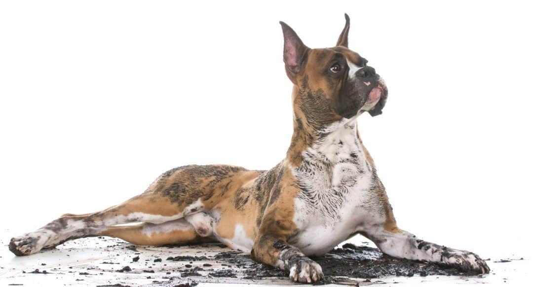 Do Boxers Shed? – Embora Pets