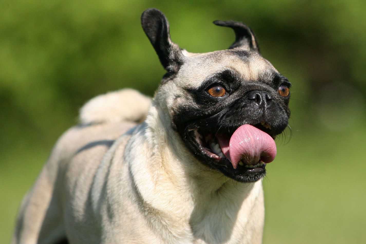 Pug Temperament: What's it Like Owning One? - Embora Pets