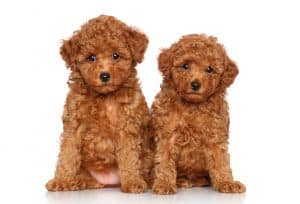 Can Poodles Eat Chicken? - Embora Pets