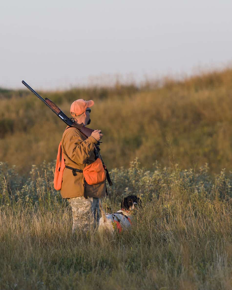 Pointer Intelligence: How Smart Can You Expect Them to Be? - Embora Pets