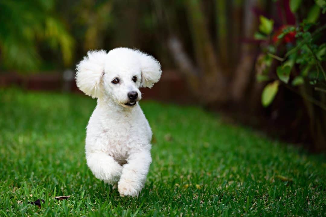 Poodles as Pets: Cost, Life Expectancy, and Temperament - Embora Pets