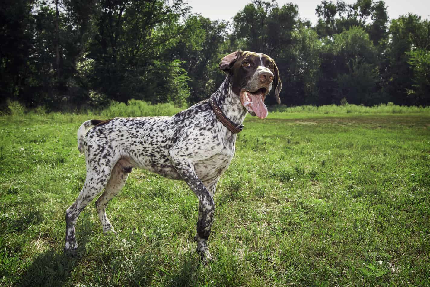 Pointer Intelligence: How Smart Can You Expect Them to Be? - Embora Pets