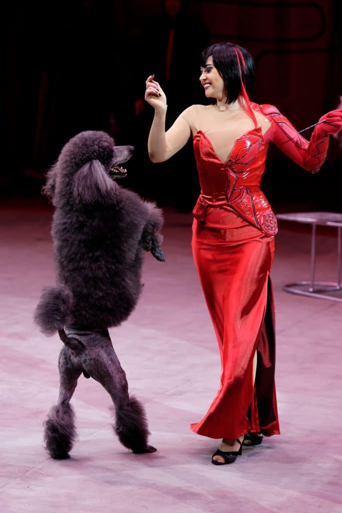 At What Age Do Pointers Stop Growing? - Embora Pets