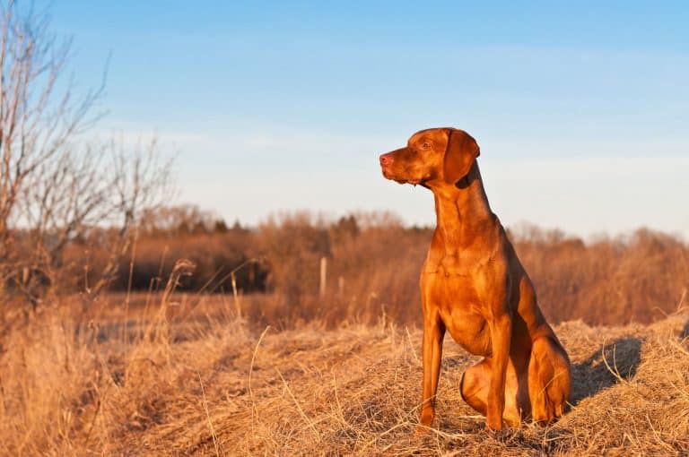Pointer Intelligence: How Smart Can You Expect Them to Be? - Embora Pets