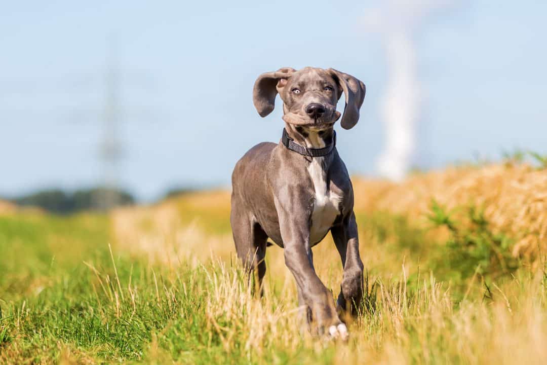 What are Great Danes Bred For? - Embora Pets