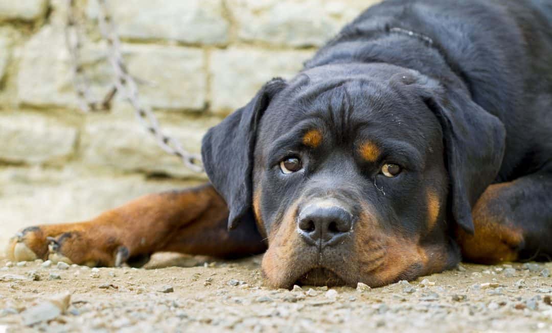 What Are Rottweilers Bred For? - Embora Pets