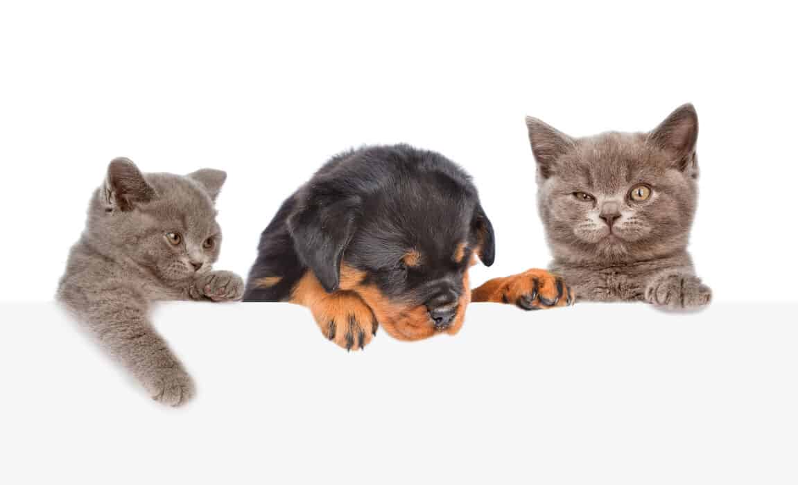 Do Rottweilers Get Along with Cats? - Embora Pets