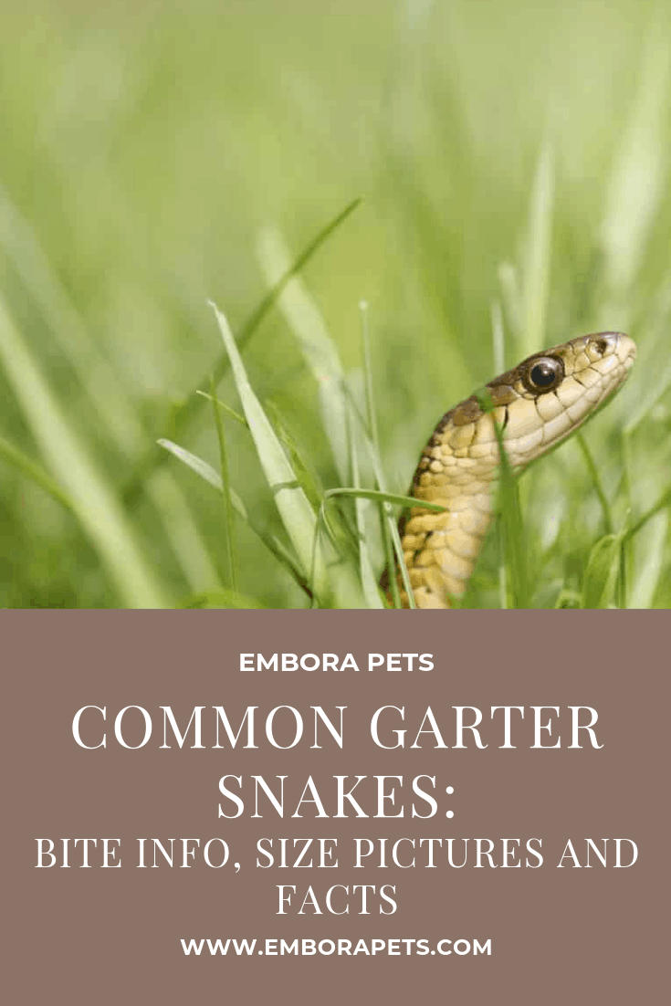 Common Garter Snakes: Size, Bite Information, Pictures, and Facts ...