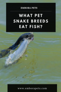 What Pet Snake Breeds Eat Fish? - Embora Pets