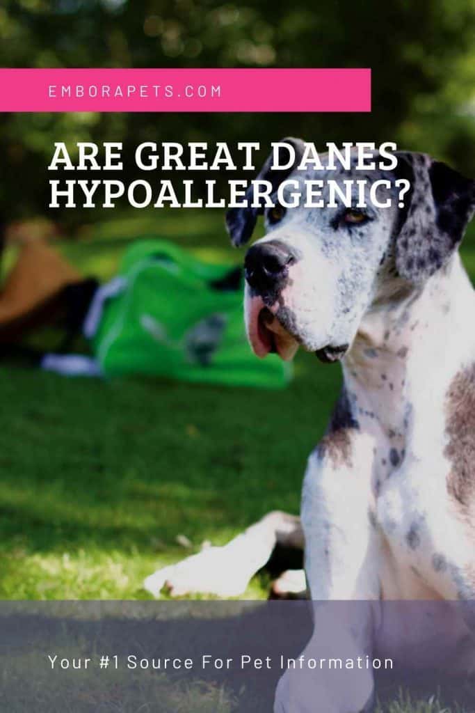 Are Great Danes Hypoallergenic? Tips for Families with Allergies ...