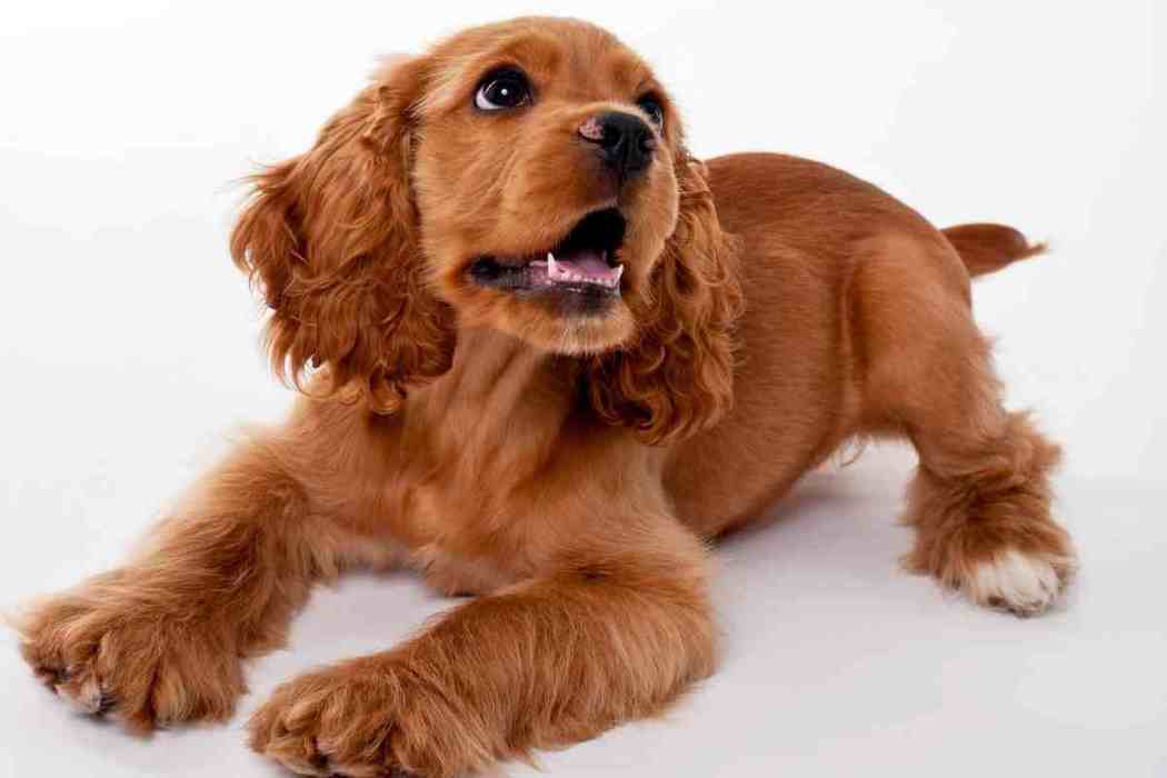 At What Age Is A Spaniel Full Grown