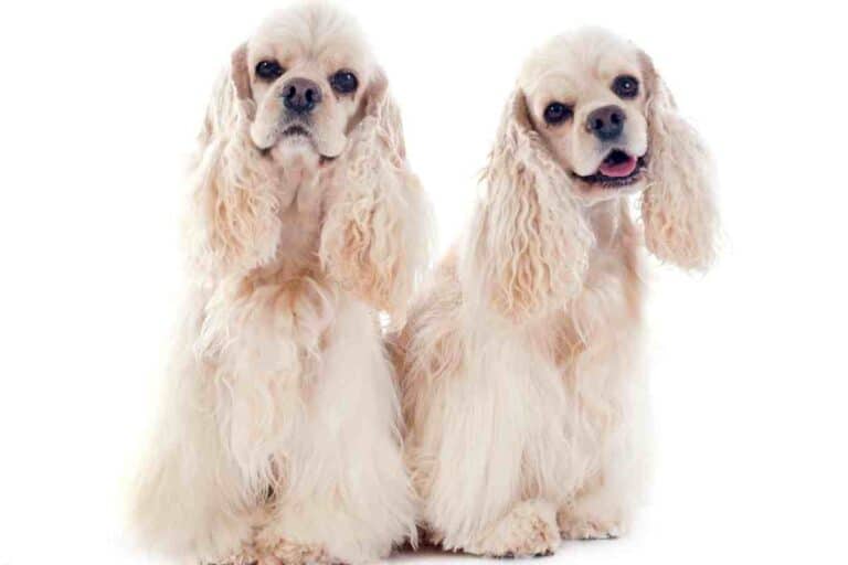Do Cocker Spaniels Like To Cuddle? – Embora Pets